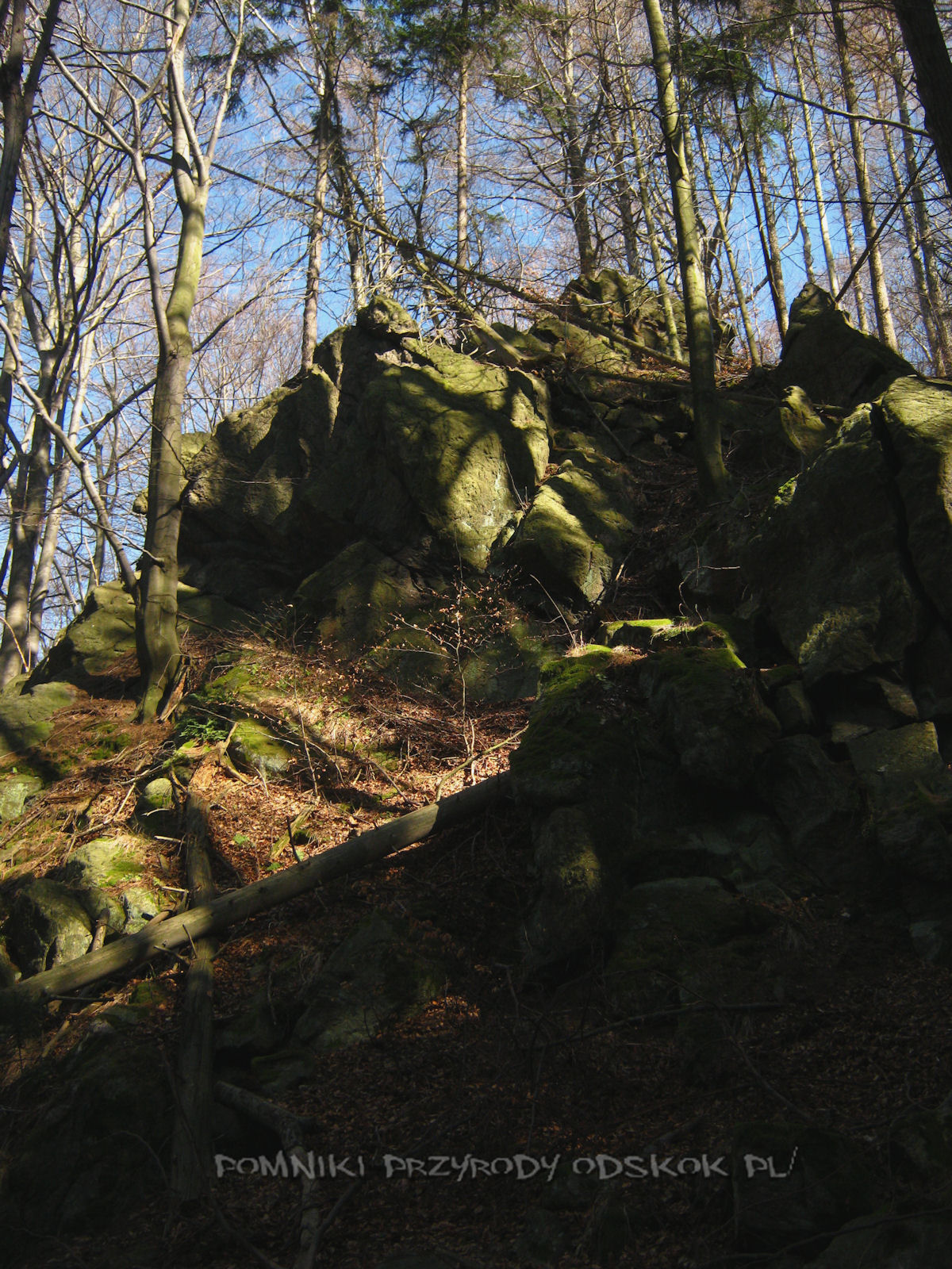 Zamkowa Góra | Pomniki przyrody