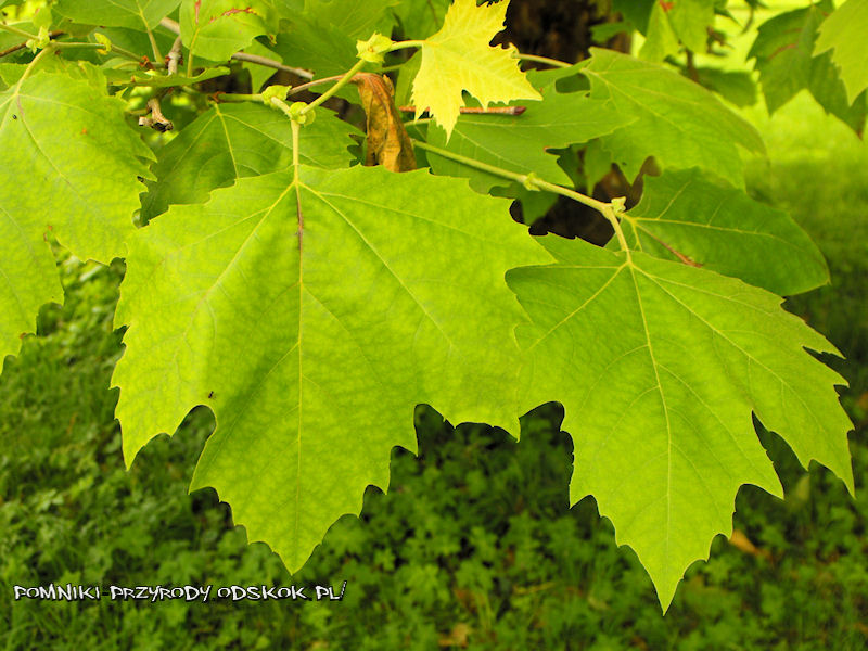 Pomnikowe platany w zabytkowym parku w Chełmcu. | Pomniki przyrody