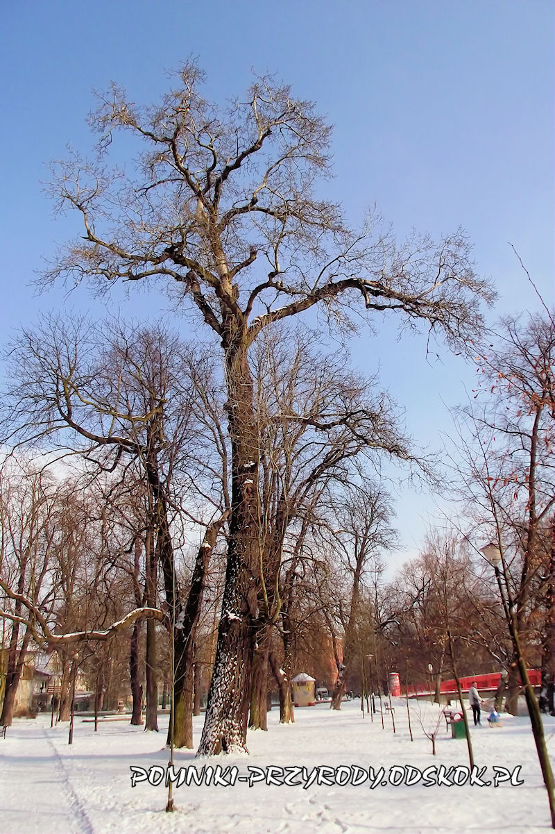 Park Śródmiejski w Chojnowie. | Pomniki przyrody