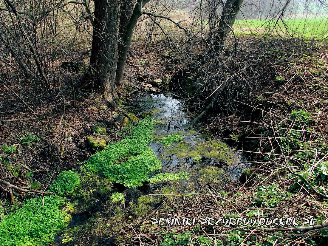 formy krasowe | Pomniki przyrody
