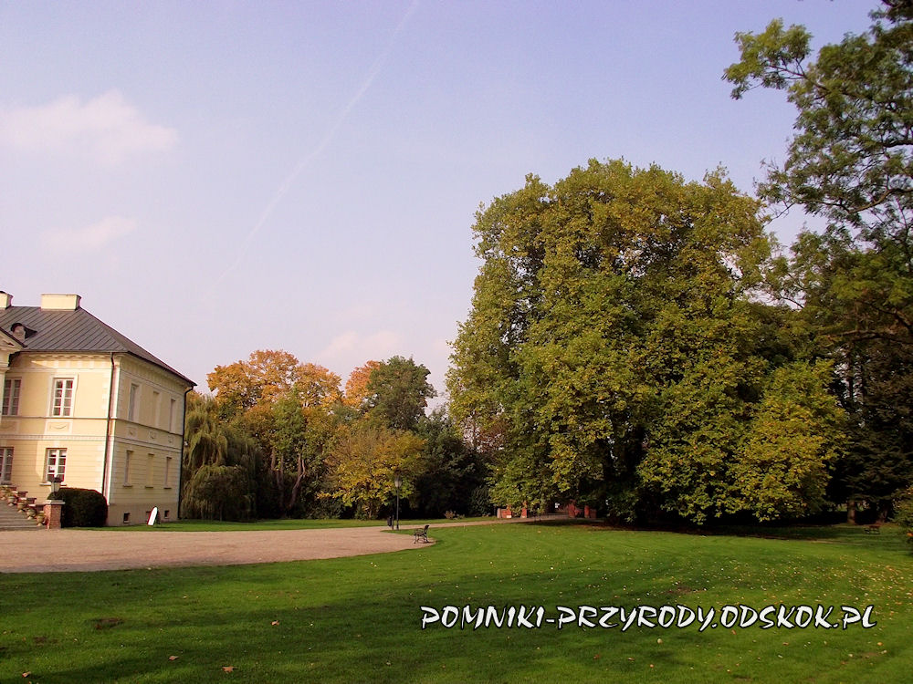 park w Dobrzycy | Pomniki przyrody