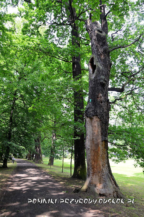 Park Szczytnicki | Pomniki przyrody