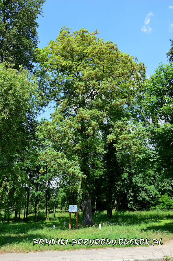 Pomniki przyrody w Jasieniu (pow. żarski, lubuskie). | Pomniki przyrody