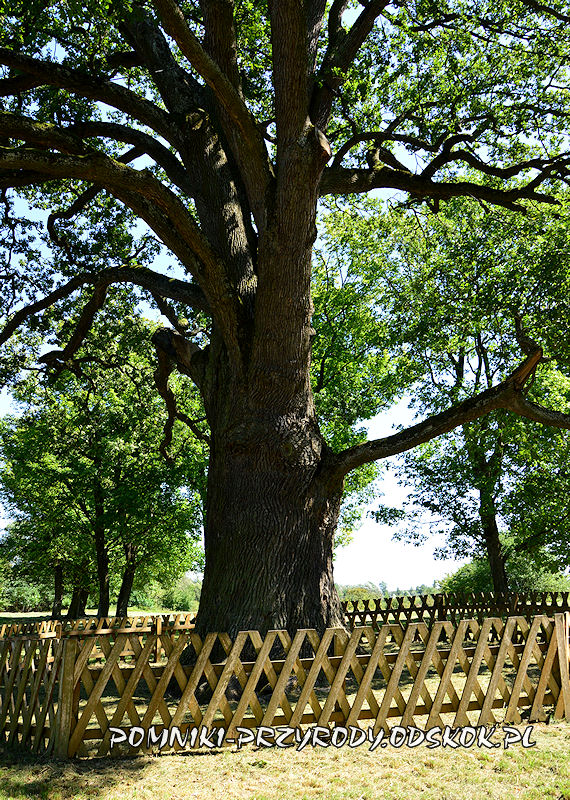 Dąb „Bolko” z Hniszowa (gm. Ruda – Huta, lubelskie). | Pomniki przyrody